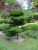 Japanese Cloud and Pine Trees - Build a Japanese Garden UK
