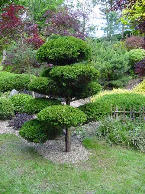 Japanese Cloud and Pine Trees - Build a Japanese Garden UK