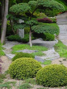 Japanese Cloud and Pine Trees - Build a Japanese Garden UK