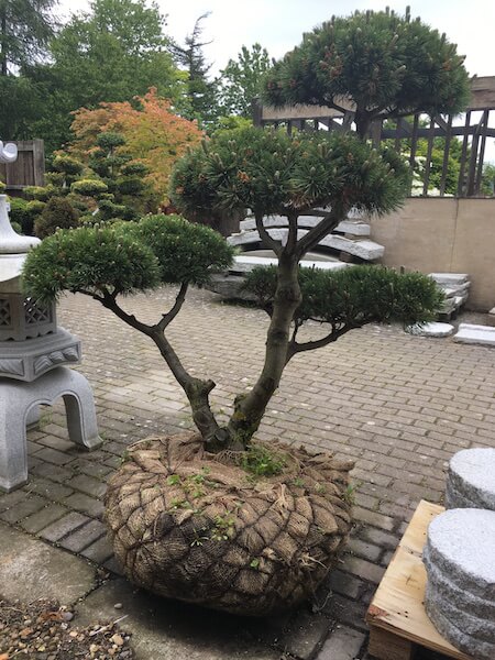 Japanese Cloud and Pine Trees - Build a Japanese Garden UK