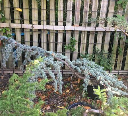 Japanese Cloud and Pine Trees - Build a Japanese Garden UK