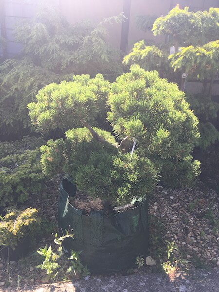 Japanese Cloud and Pine Trees - Build a Japanese Garden UK