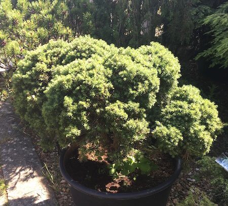 Japanese Cloud and Pine Trees - Build a Japanese Garden UK