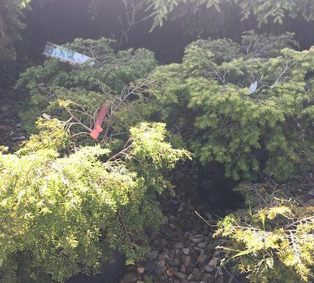 Japanese Cloud and Pine Trees - Build a Japanese Garden UK