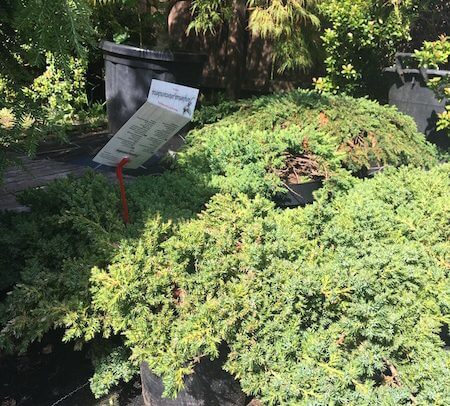 Japanese Cloud and Pine Trees - Build a Japanese Garden UK