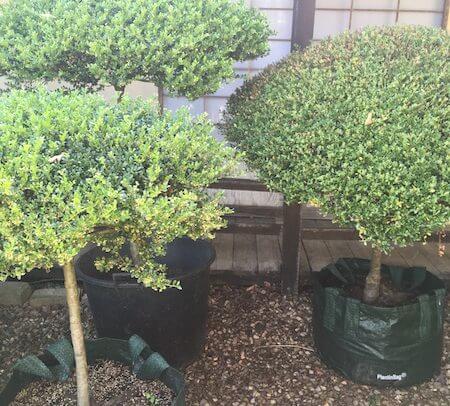 Japanese Cloud and Pine Trees - Build a Japanese Garden UK