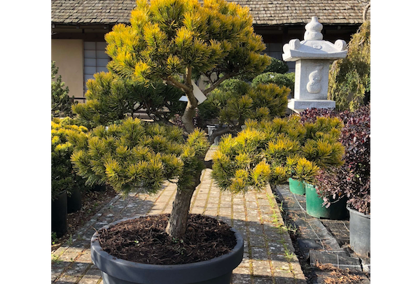 Japanese Cloud and Pine Trees - Build a Japanese Garden UK