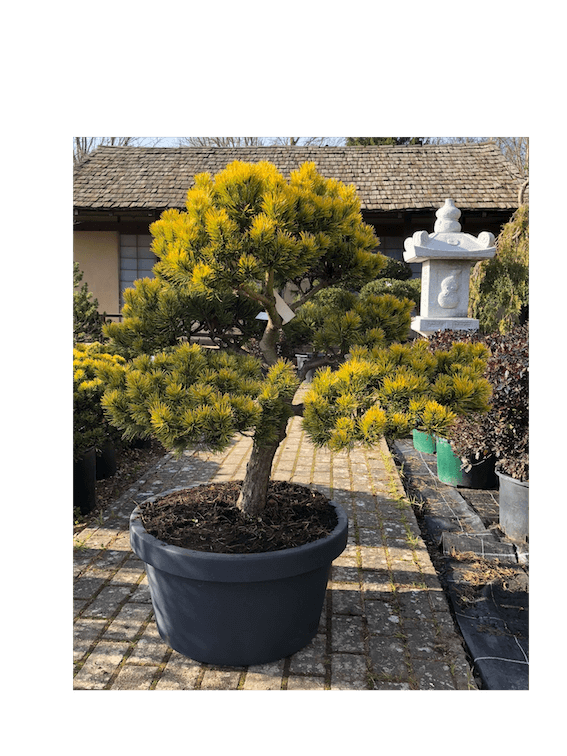Japanese Cloud and Pine Trees - Build a Japanese Garden UK