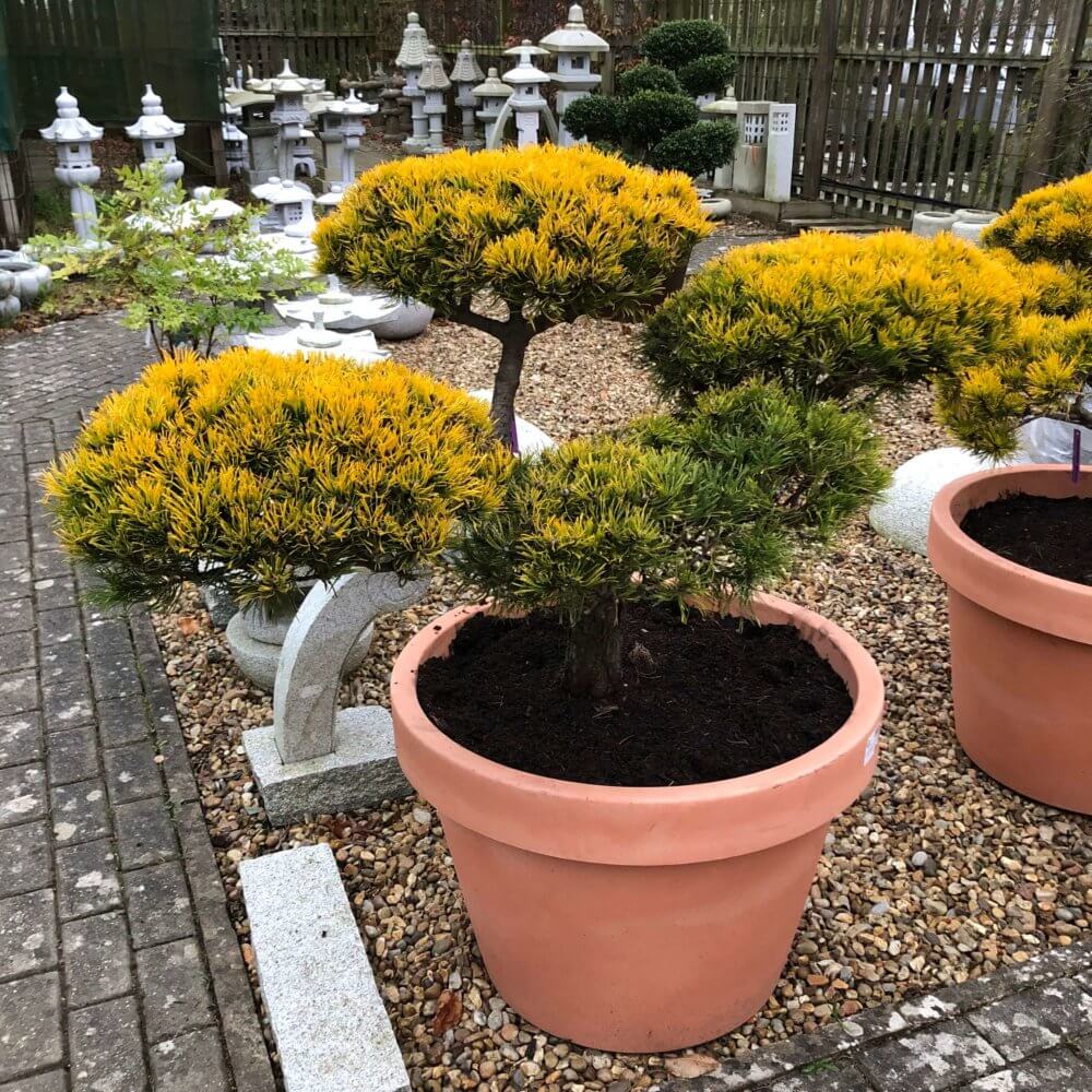 Japanese Cloud Trees Archives - Build a Japanese Garden UK