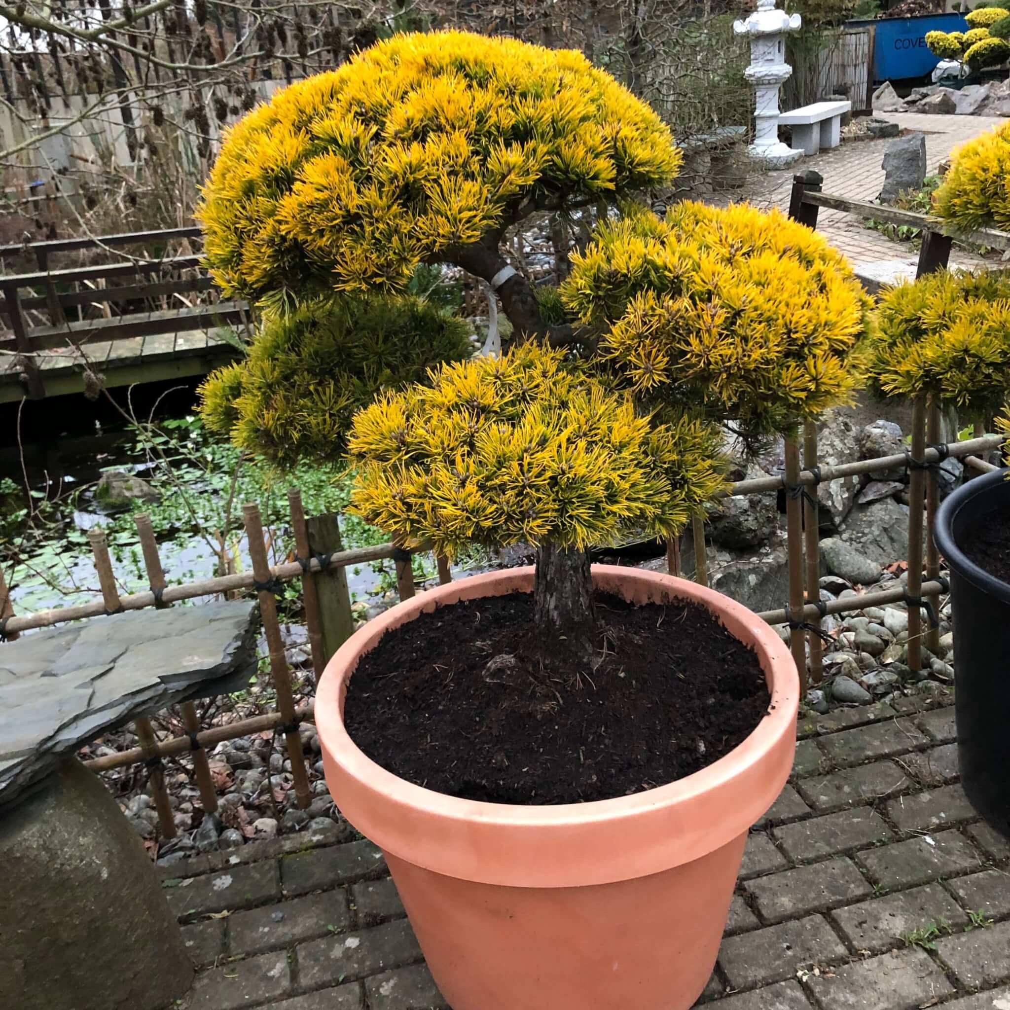 Japanese Garden Plants - Japanese Maples, cloud trees, evergreen shrubs