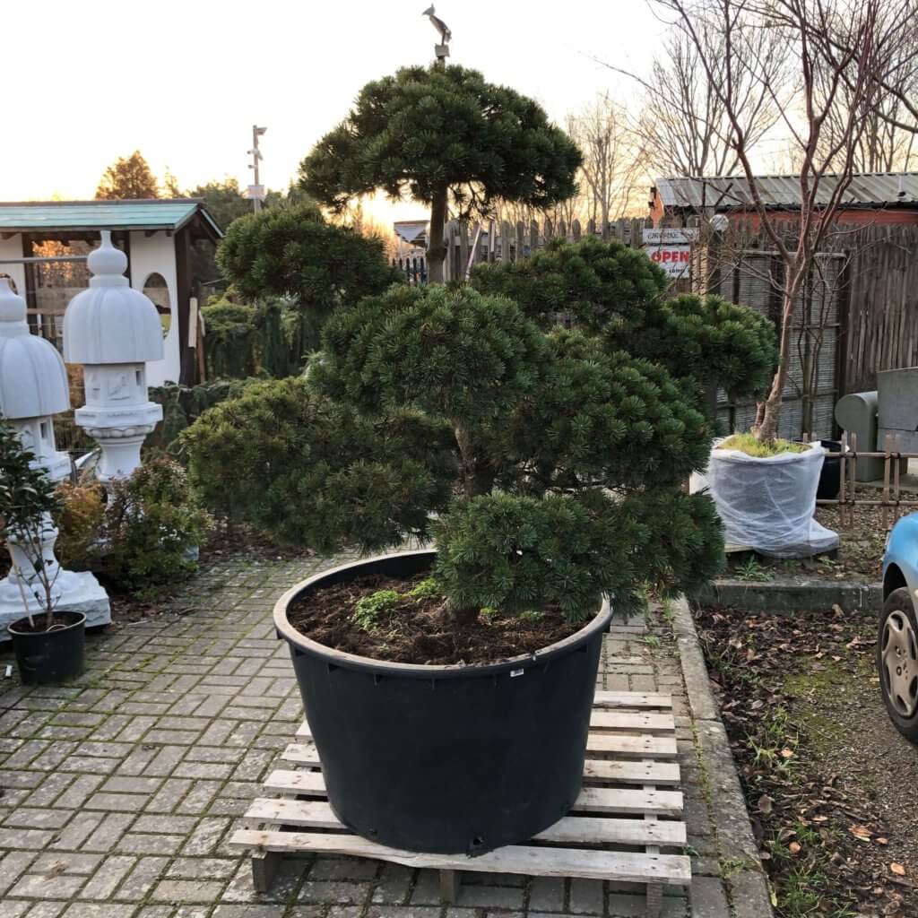 Japanese Cloud Trees - The Japanese Garden Centre