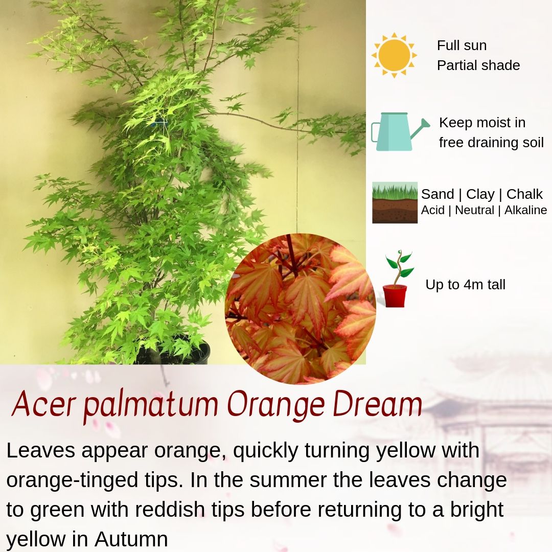Acer palmatum orange dream - Japanese Maple / Japanese Acer