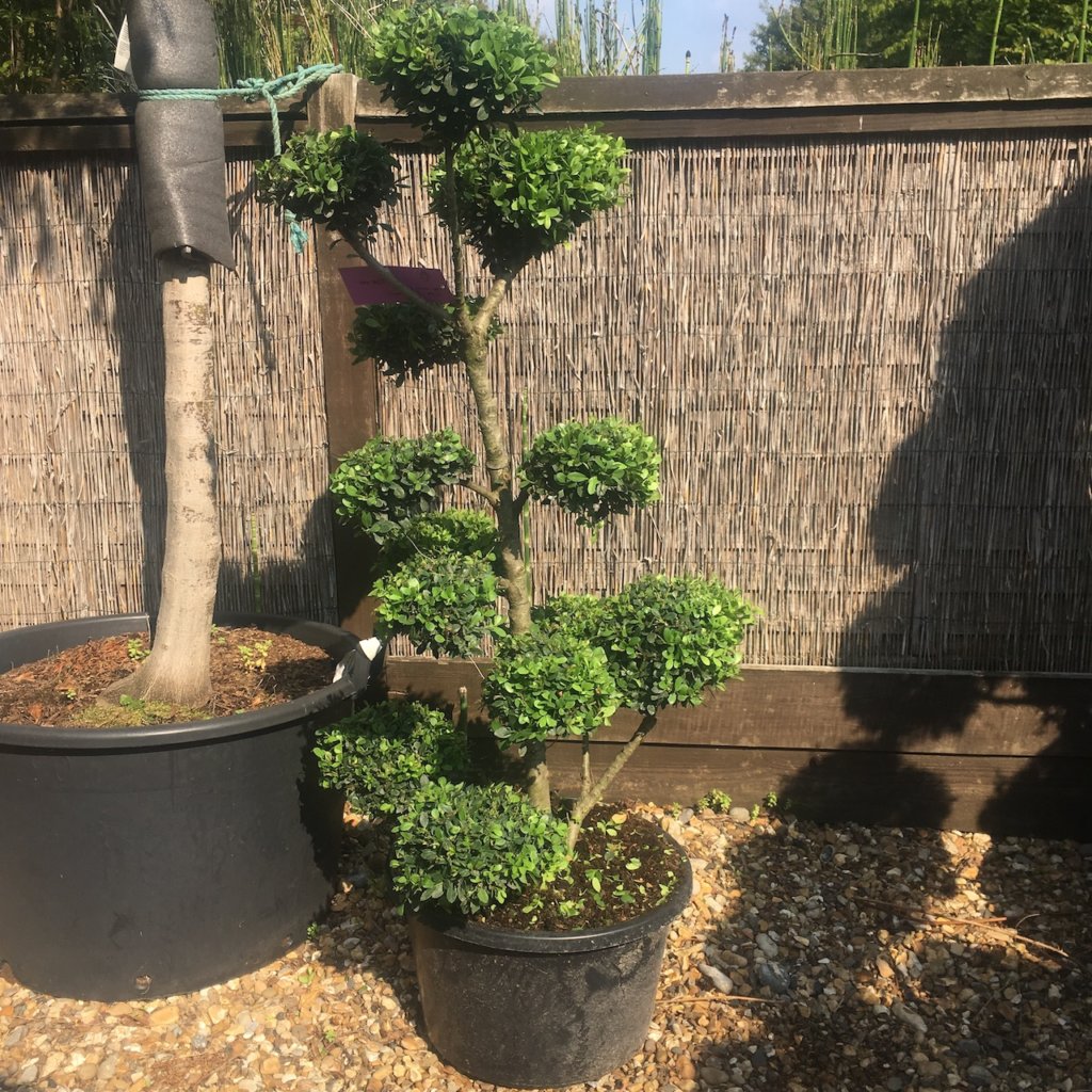 Japanese Cloud Trees - The Japanese Garden Centre