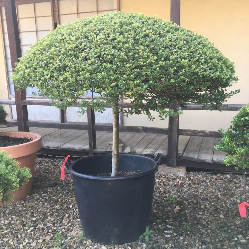 Japanese Cloud Trees - The Japanese Garden Centre