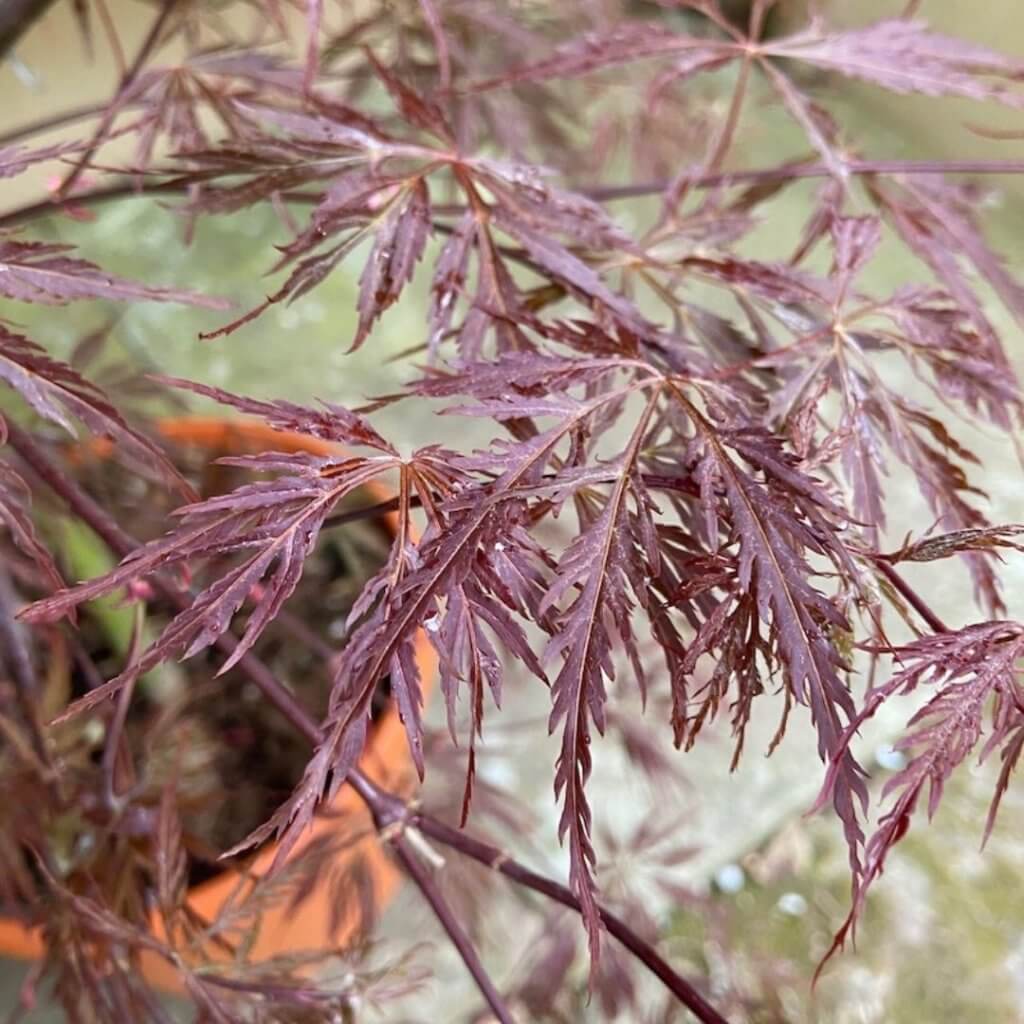 Acer palmatum Inabe Shidare - Japanese Maple / Japanese Acer