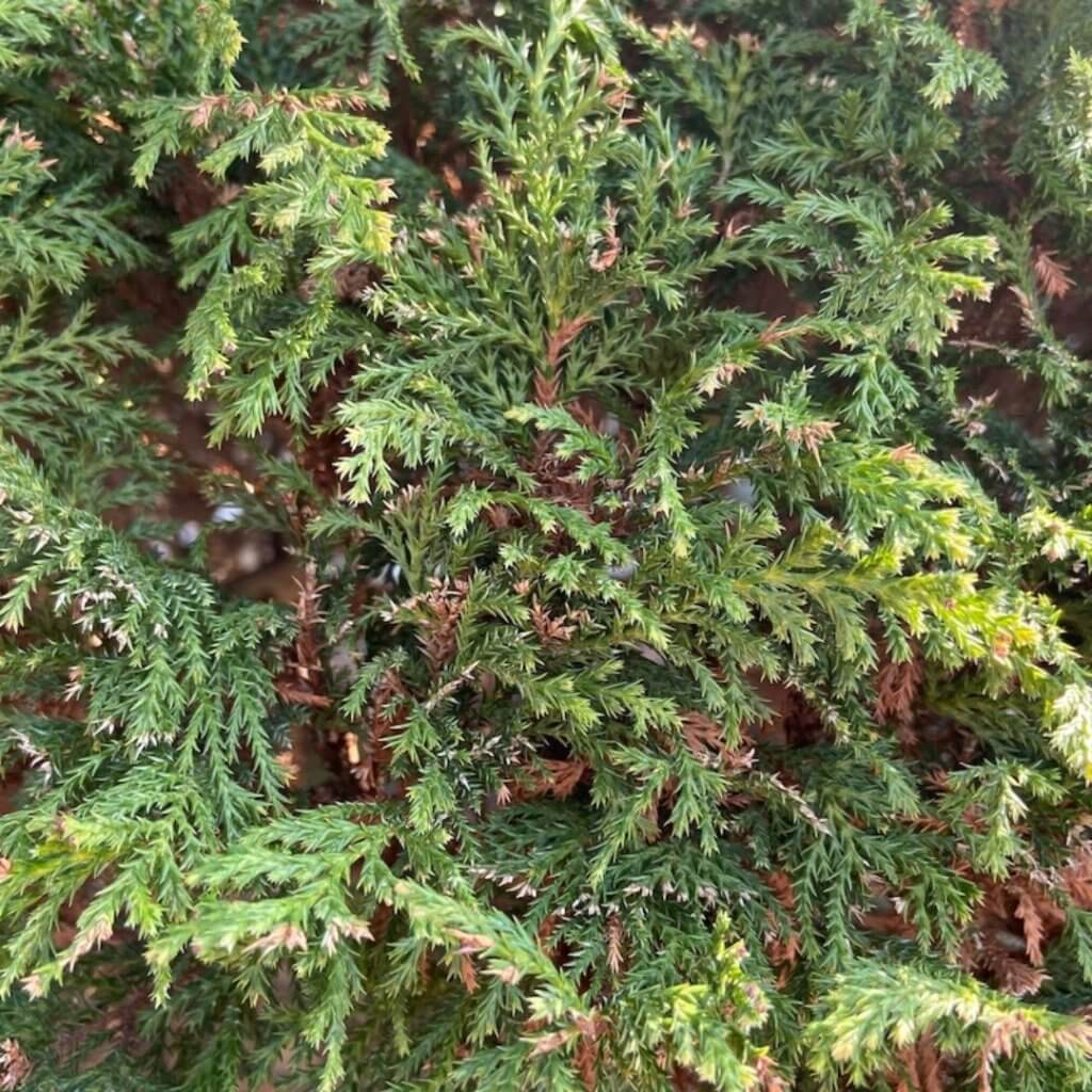 5 Chamaecyparis pisifera 'Plumosa Aurea' - The Japanese Garden Centre