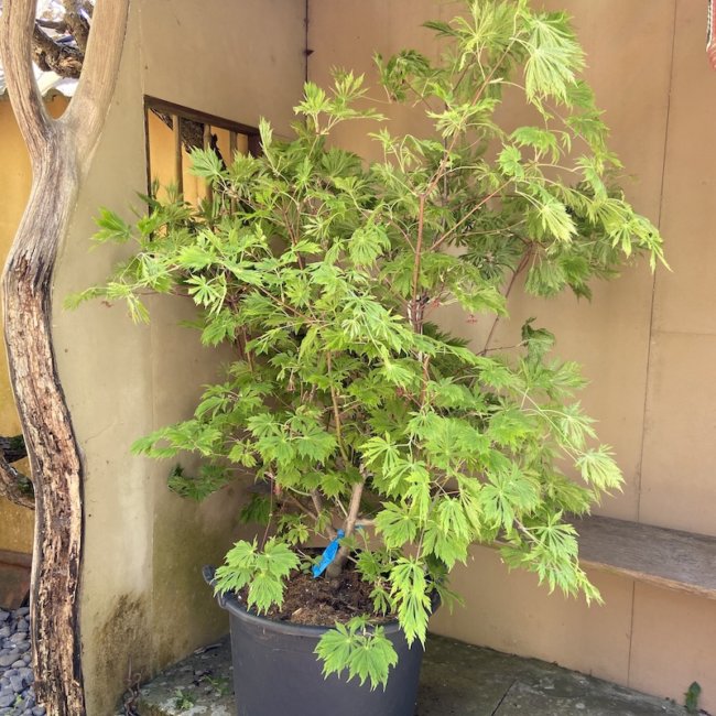 Japanese Maple - Acer trees ideal for Japanese Gardens
