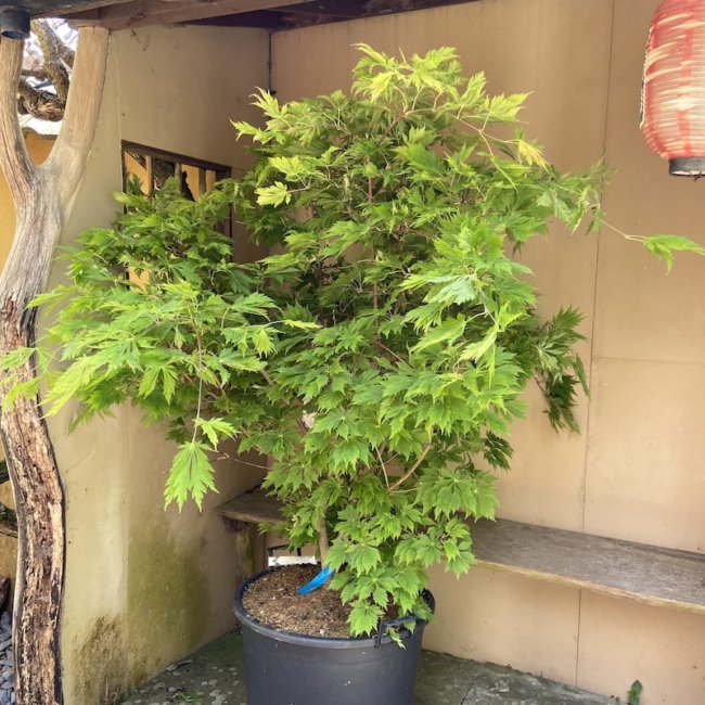 Japanese Maple - Acer trees ideal for Japanese Gardens