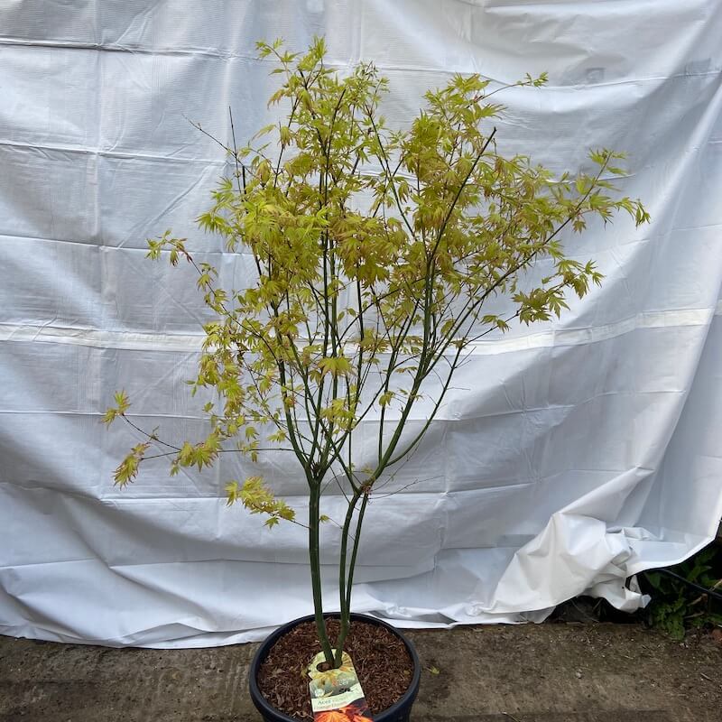 Acer palmatum orange dream - Japanese Maple / Japanese Acer