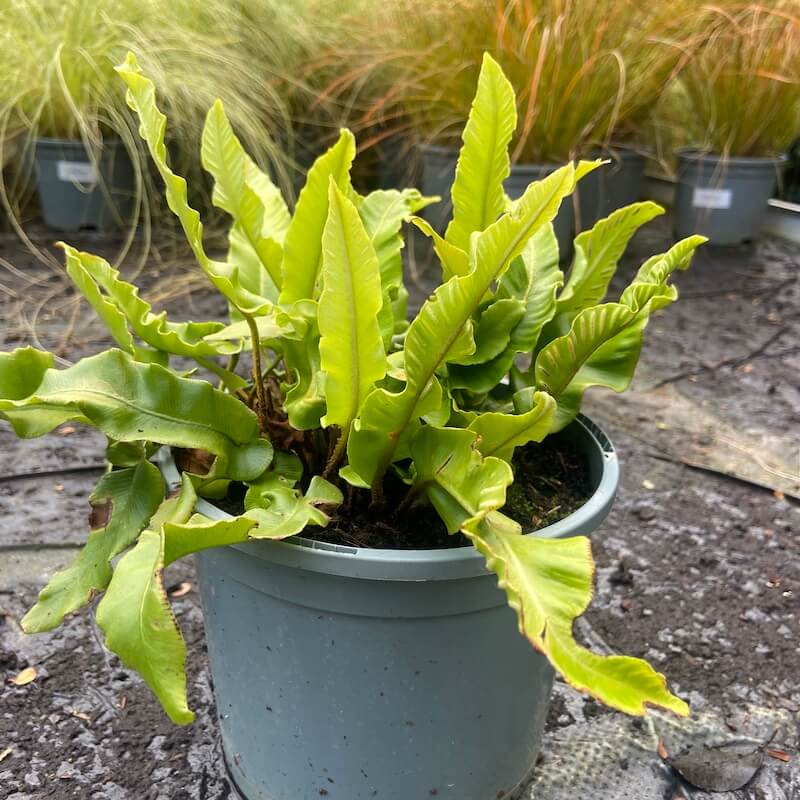 Fern Asplenium - The Japanese Garden Centre